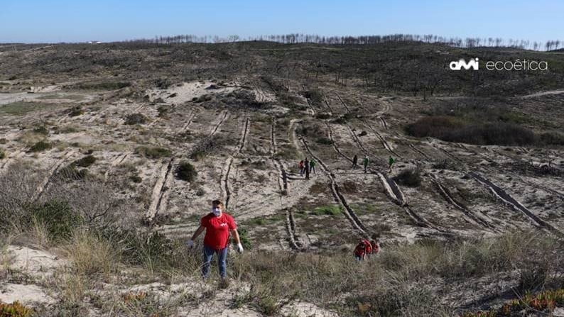 Fapil apoia reflorestação do Pinhal de Leiria - Revista Sustentável