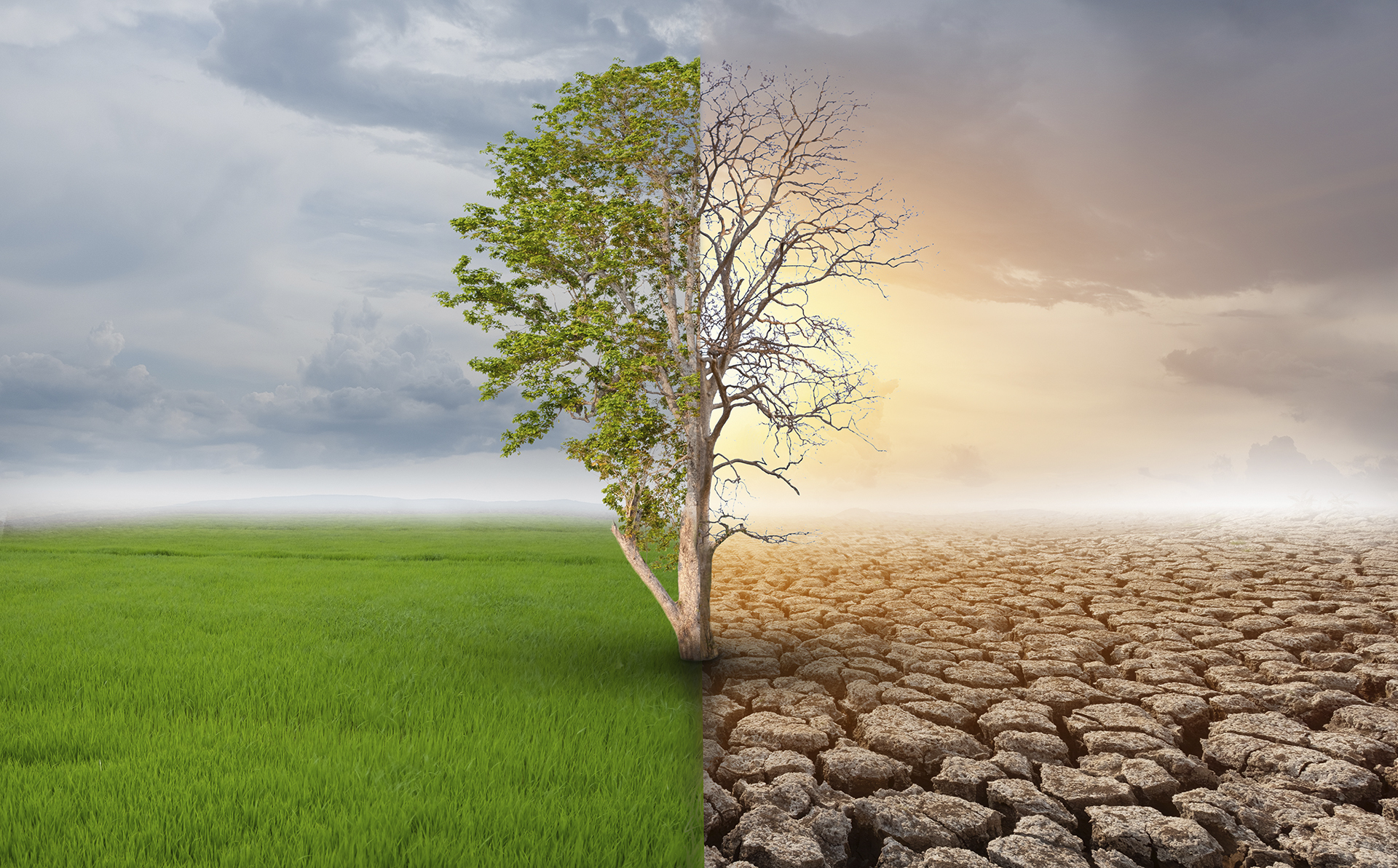 BCSD Portugal apresenta seis linhas de atuação prioritárias para a COP 27