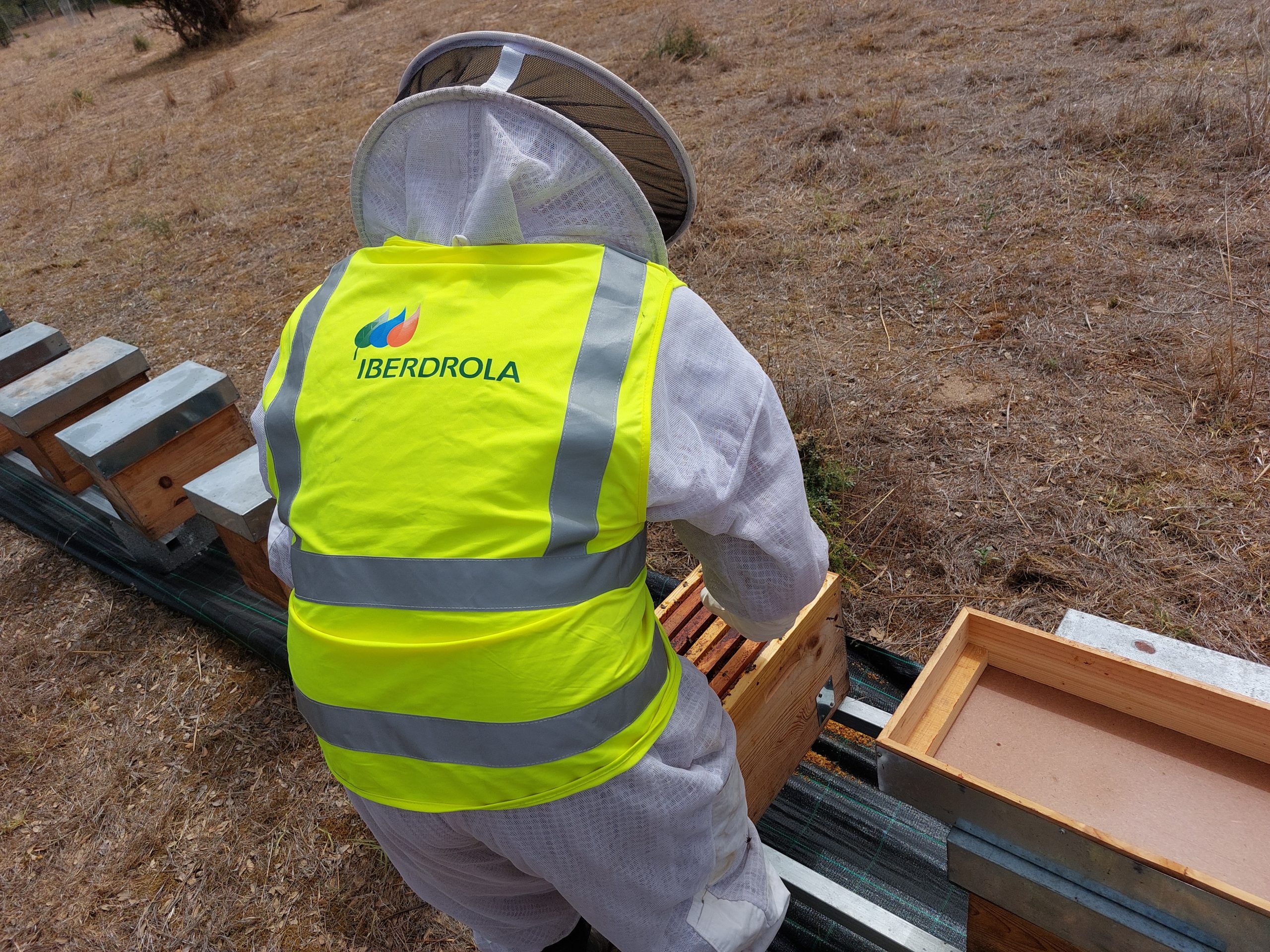 Iberdrola aposta em atividade apícola nas centrais fotovoltaicas